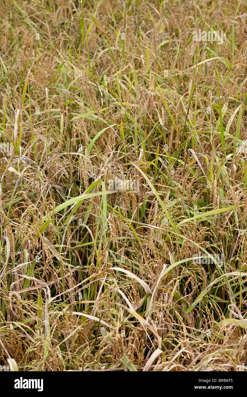 Paddy field borneo hi-res stock photography and images - Alamy