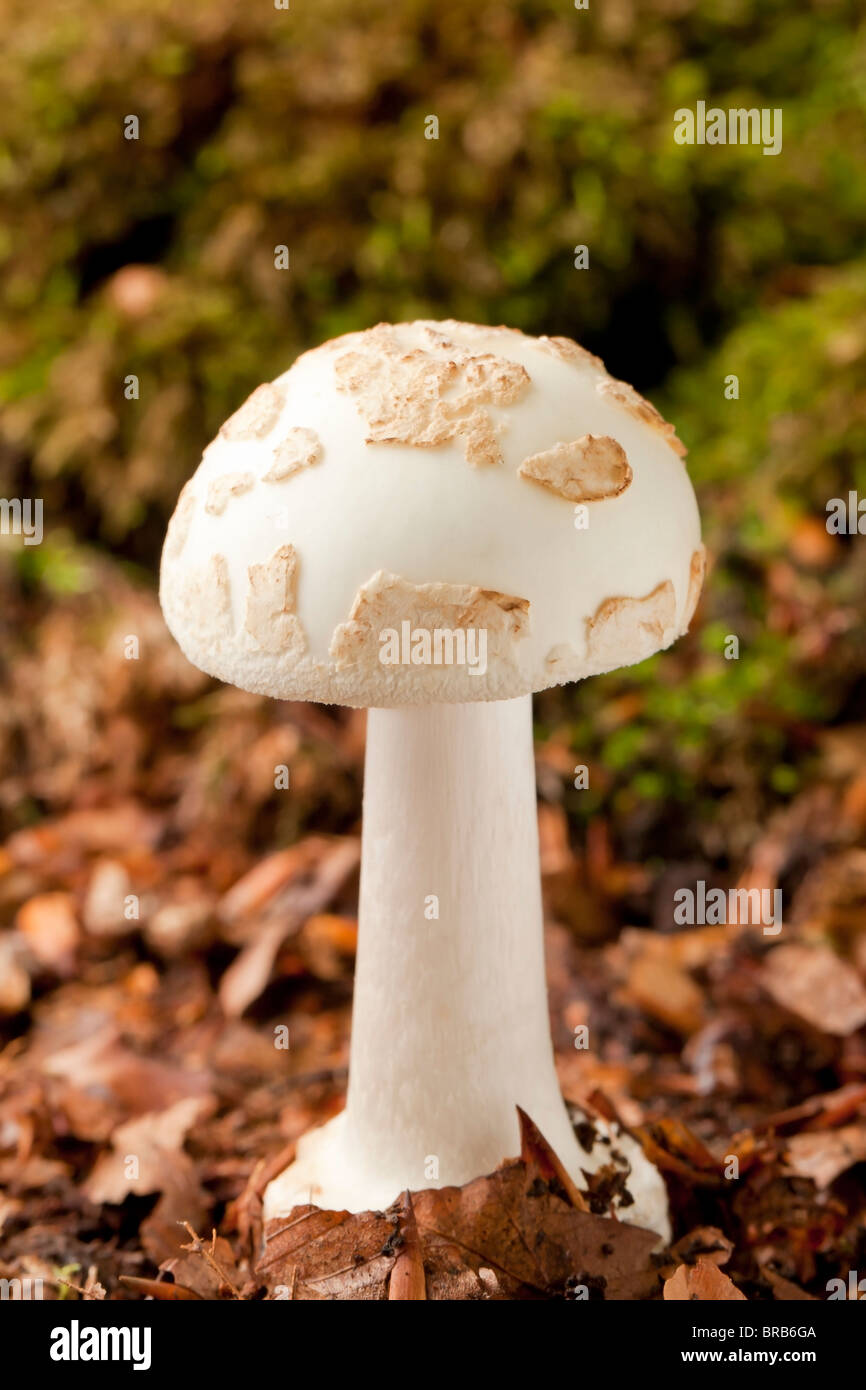 Death cap mushrooms hi-res stock photography and images - Alamy
