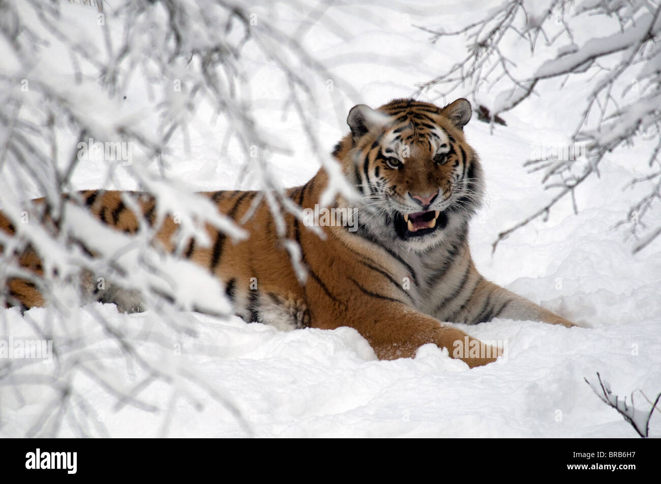 Siberian tiger snow hi-res stock photography and images - Alamy
