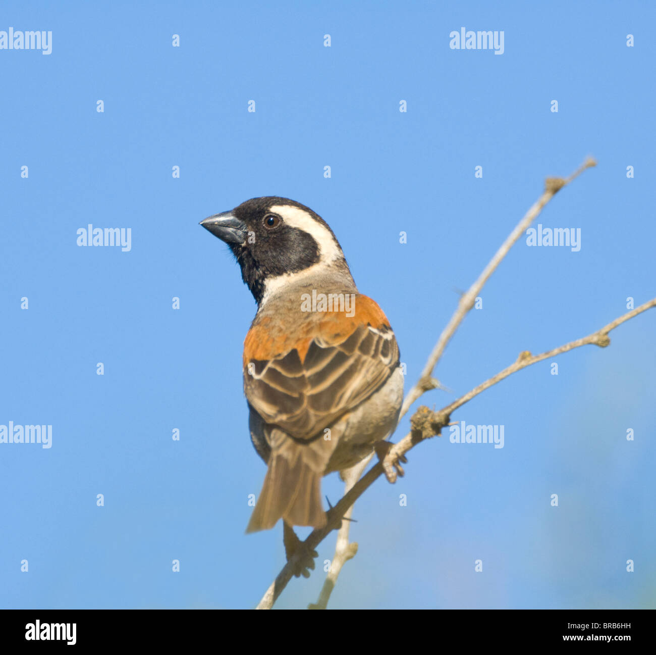 Male Cape Sparrow Passer melanurus Cederberg Mountains Namaqualand ...