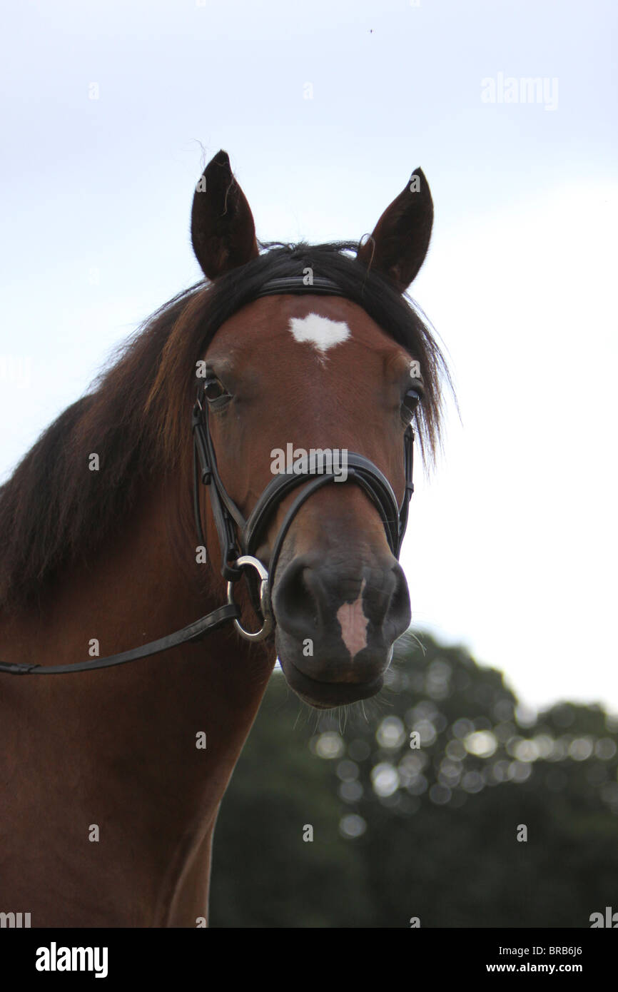 Head of a beautiful bay Welsh Cob Stock Photo - Alamy