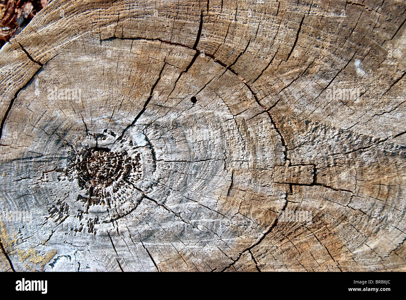 Old pine tree cut texture Stock Photo - Alamy