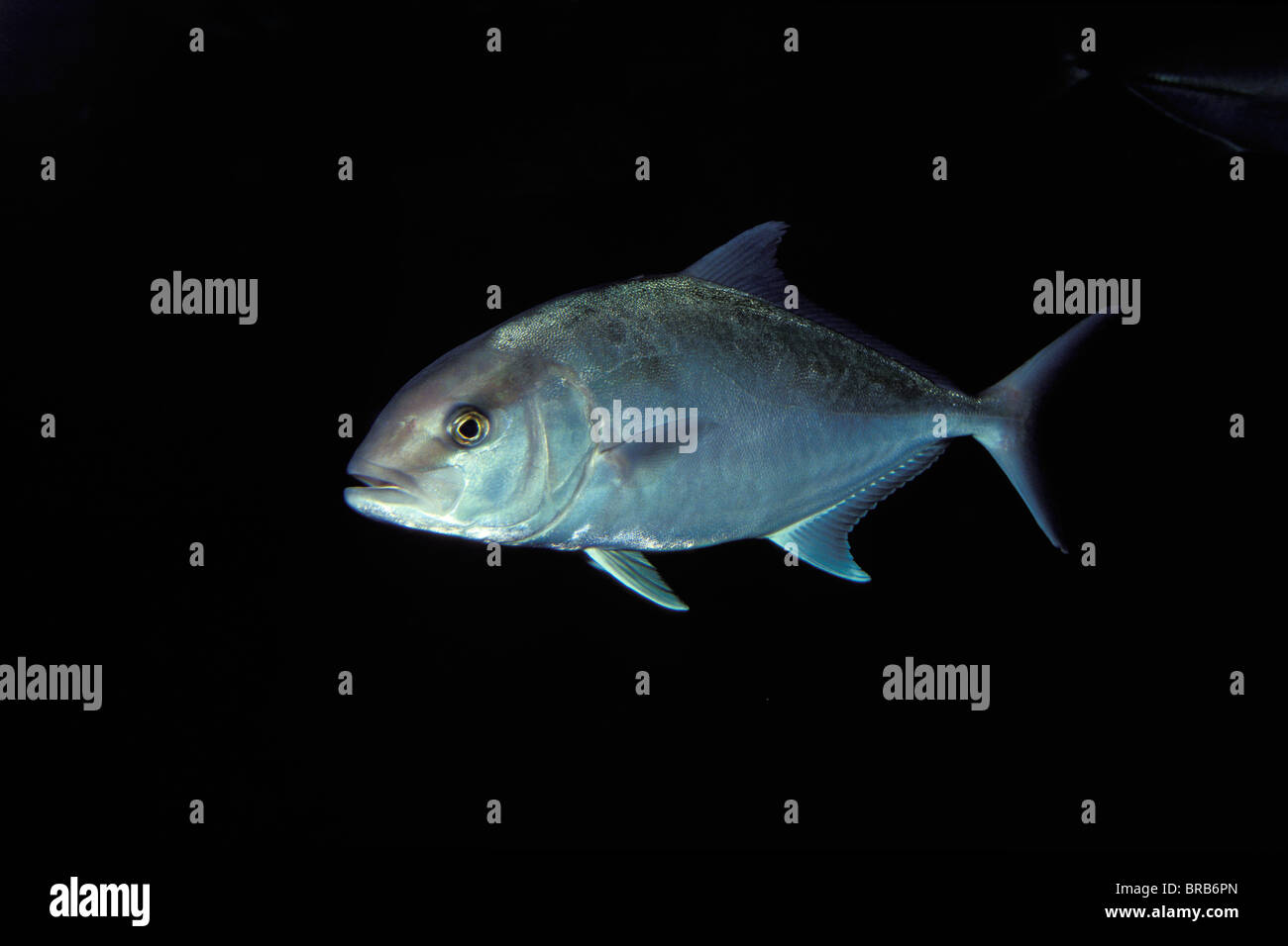 Amberjack fish fishing hi-res stock photography and images - Alamy