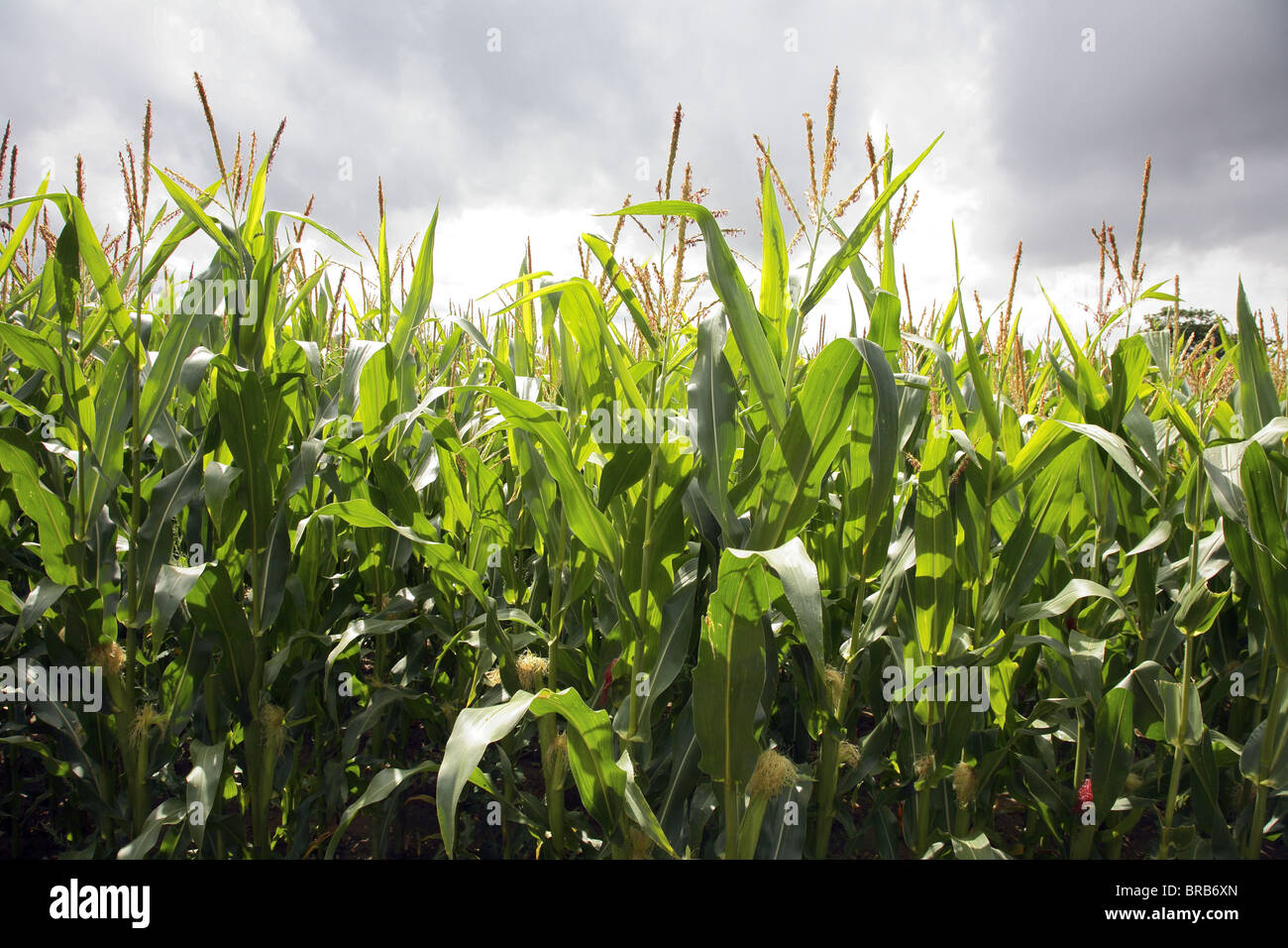 Maize field hi-res stock photography and images - Alamy