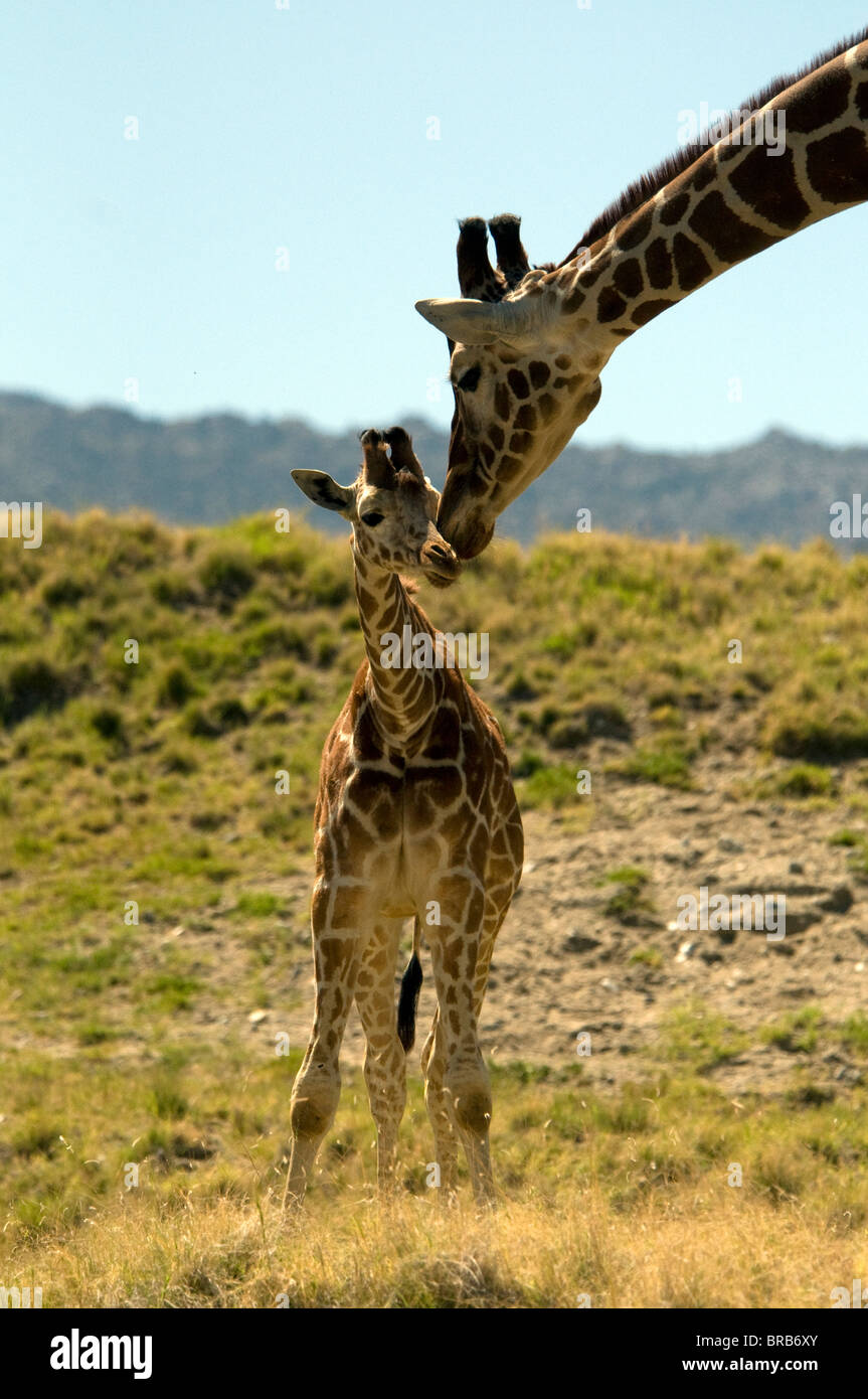 Reticulated giraffes somali giraffa hi-res stock photography and images ...
