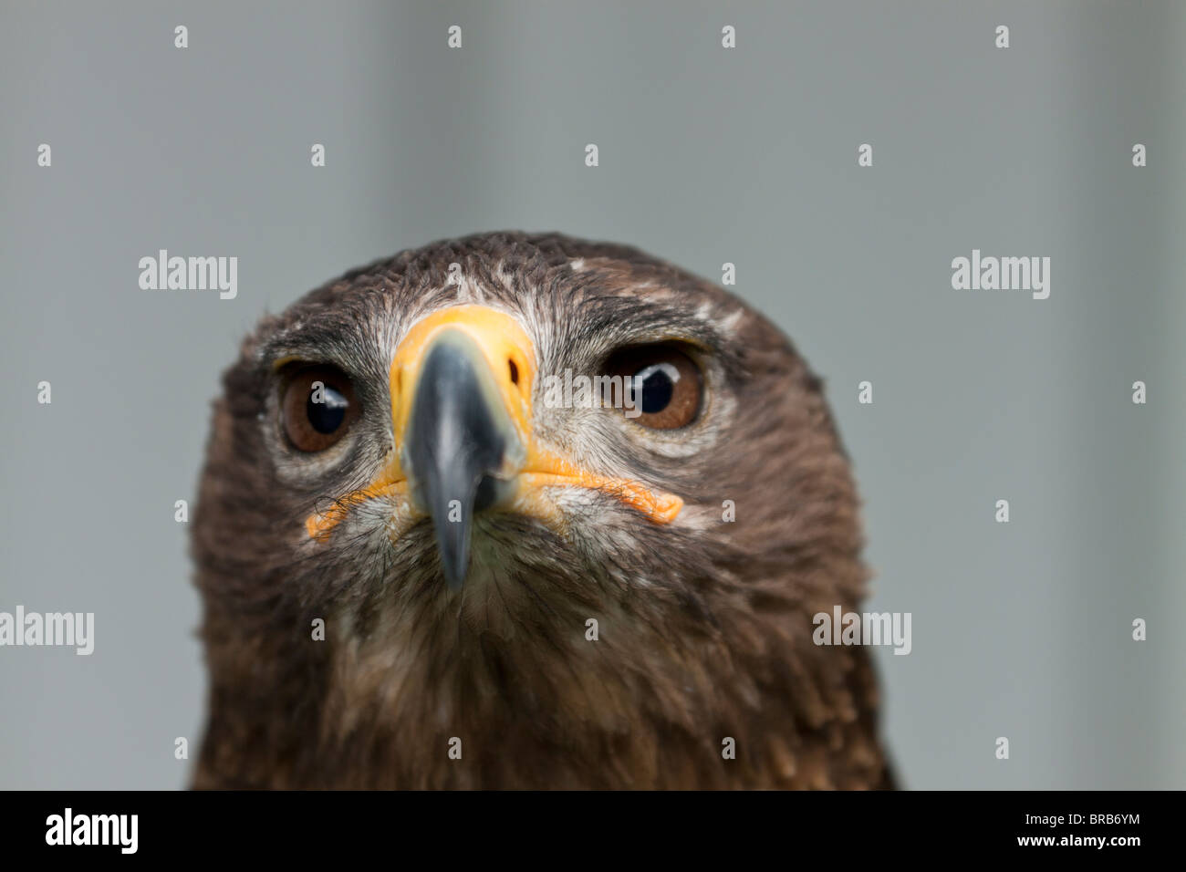 Prey study hi-res stock photography and images - Alamy