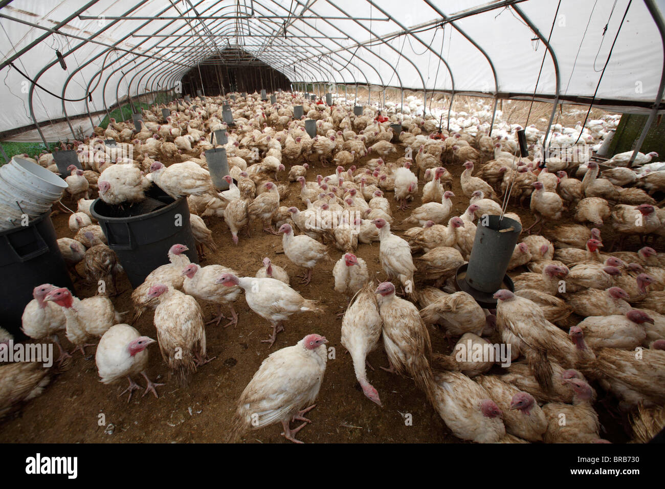 Turkey farm hi-res stock photography and images - Alamy