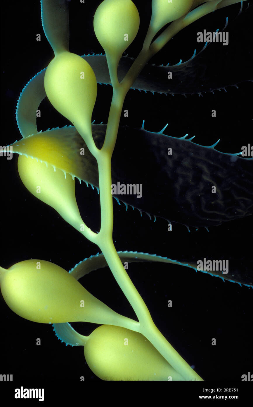 Giant kelp plant, Macrocystis pyrifera, California, Pacific Ocean Stock ...
