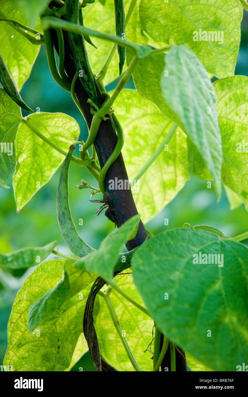 Ripe of green beans growing on vines Stock Photo - Alamy