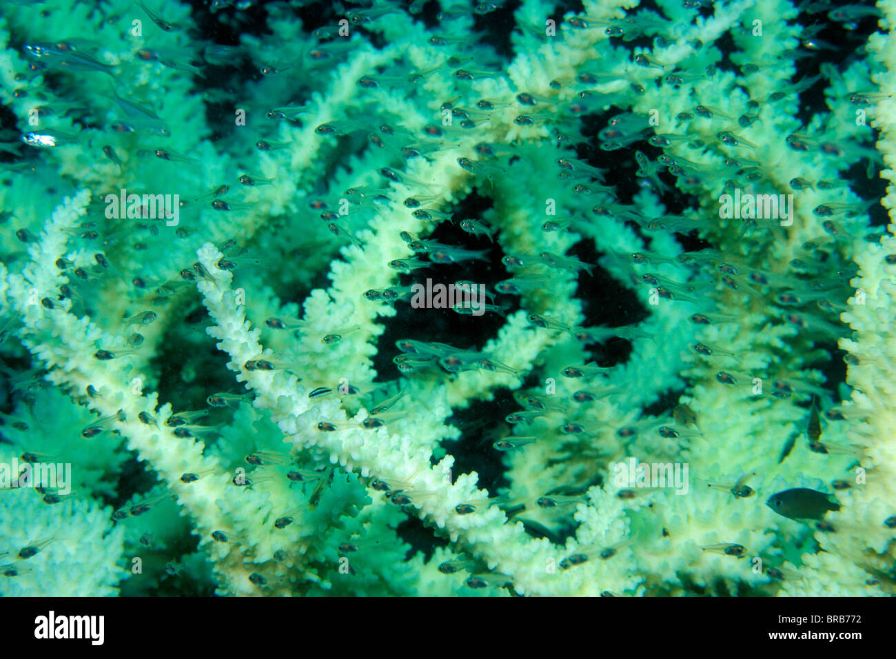 Juvenile cardinalfish, Apogon sp., hiding in coral, Papua New Guinea ...