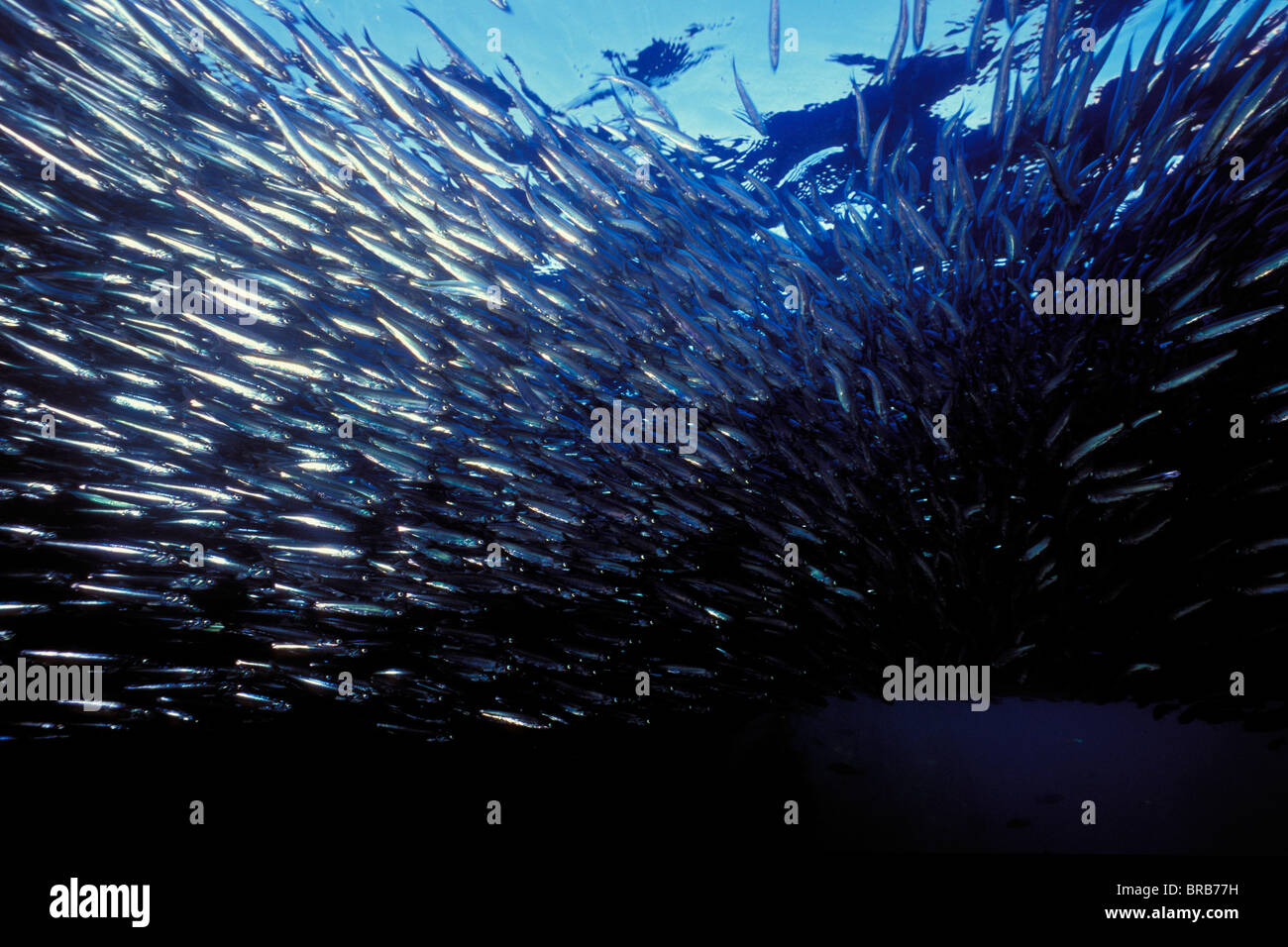 Northern anchovy, Engraulis mordax, California, Pacific Ocean Stock ...