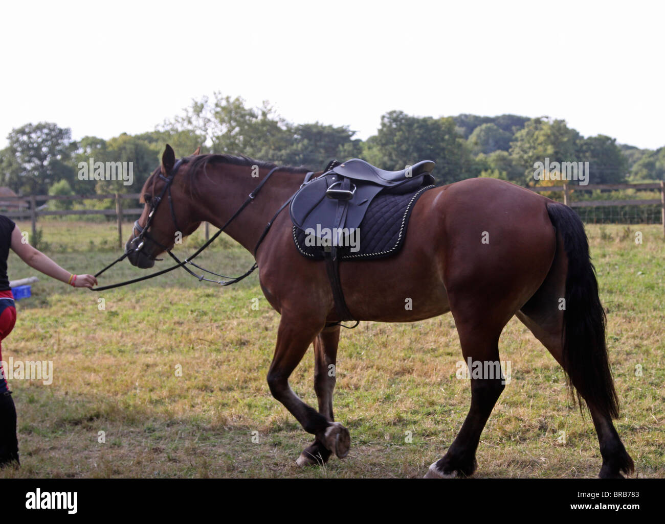 A beautiful bay Welsh Cob being lead around in his saddle and bridle ...