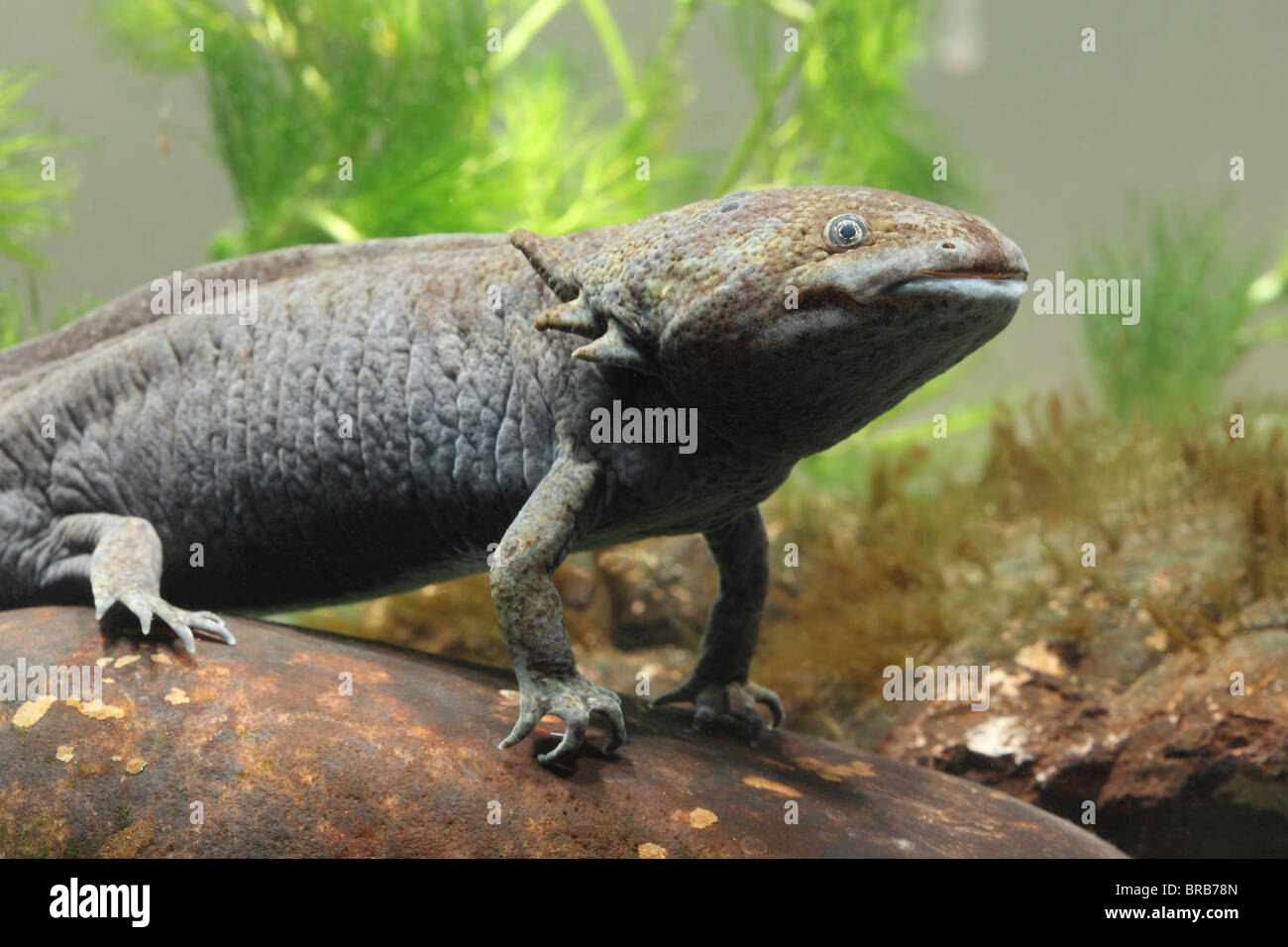 Axolotl ambystoma mexicanum hi-res stock photography and images - Alamy