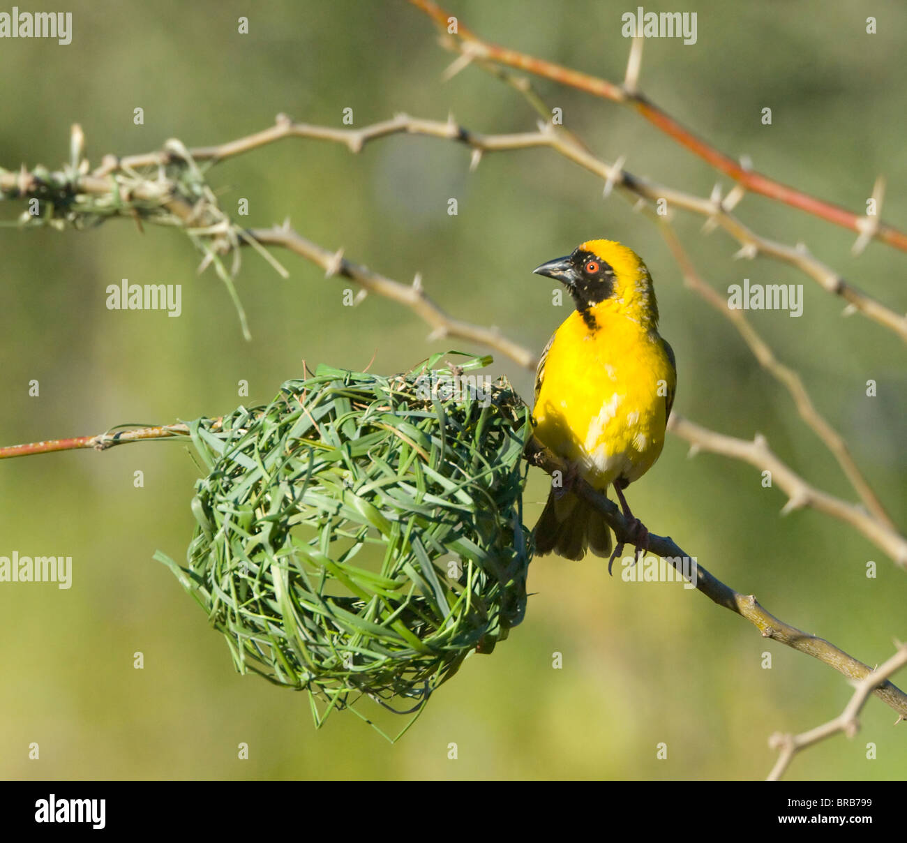 African masked weavers hi-res stock photography and images - Alamy