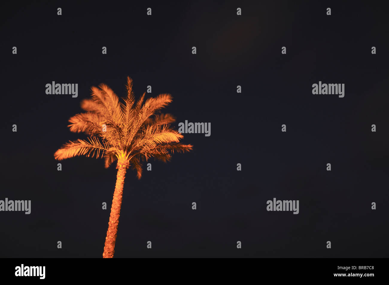 Palm tree at night Stock Photo - Alamy