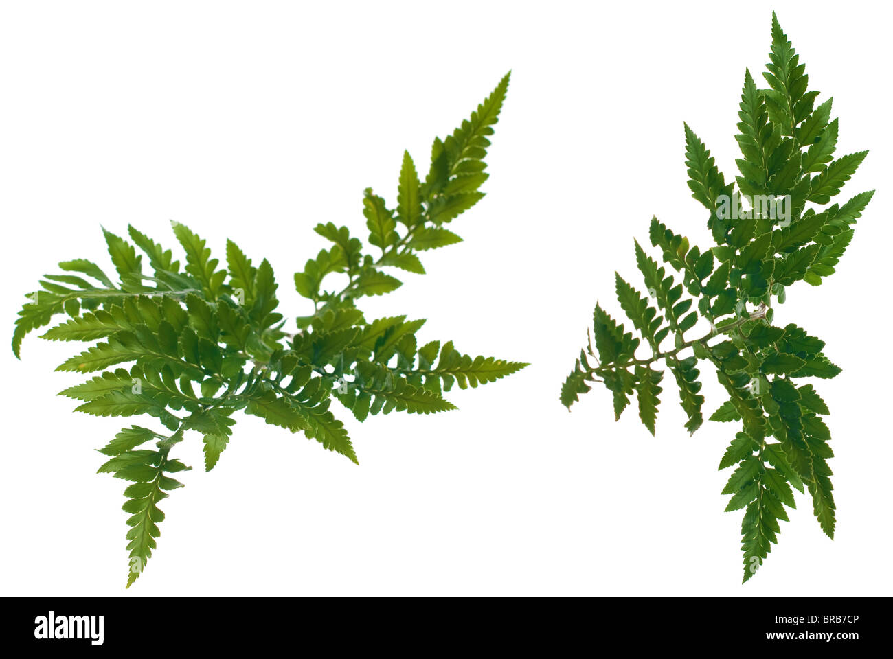 Leafs fern fern fern fern Cut Out Stock Images & Pictures - Alamy
