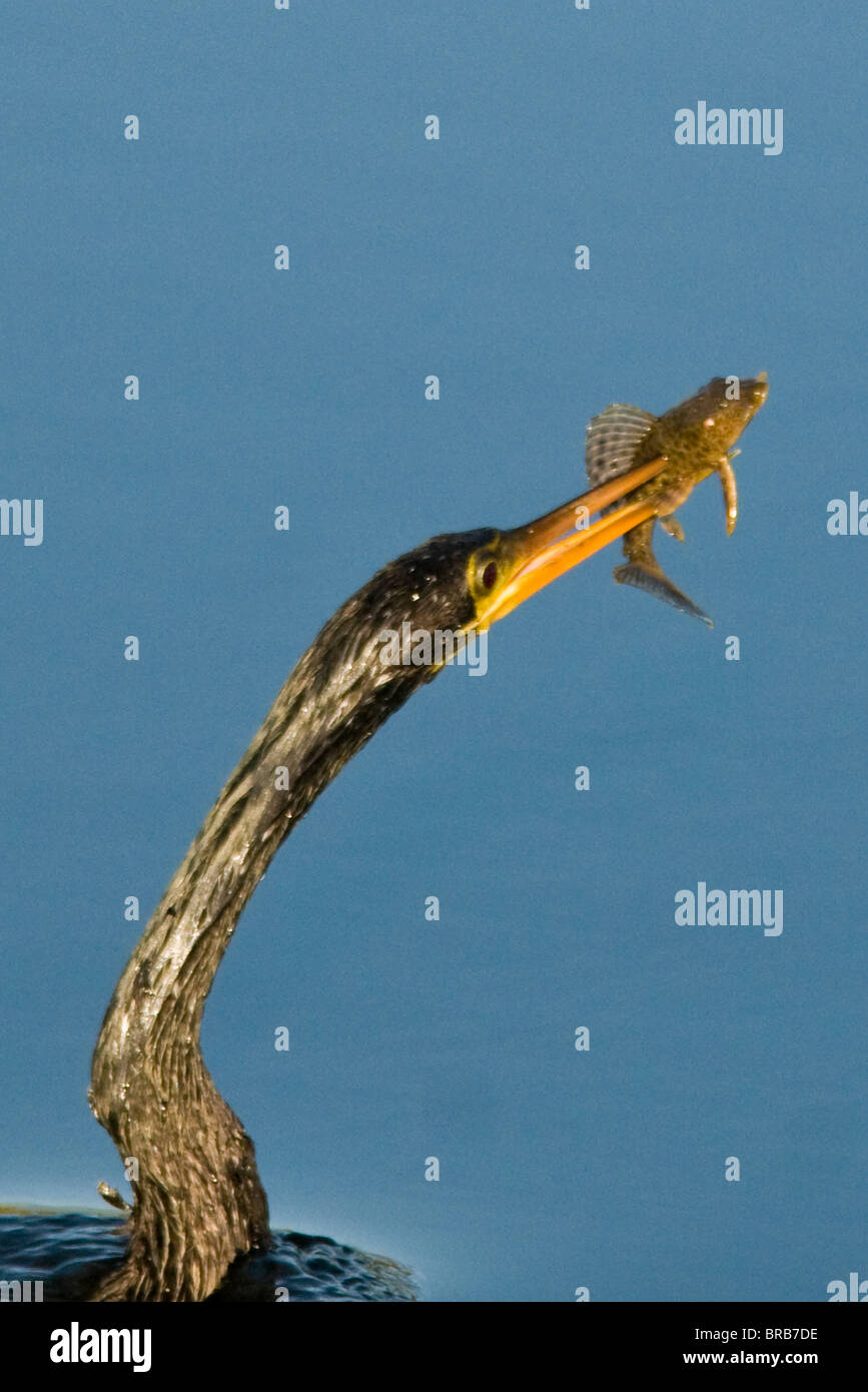 Anhinga catching fish hi-res stock photography and images - Alamy