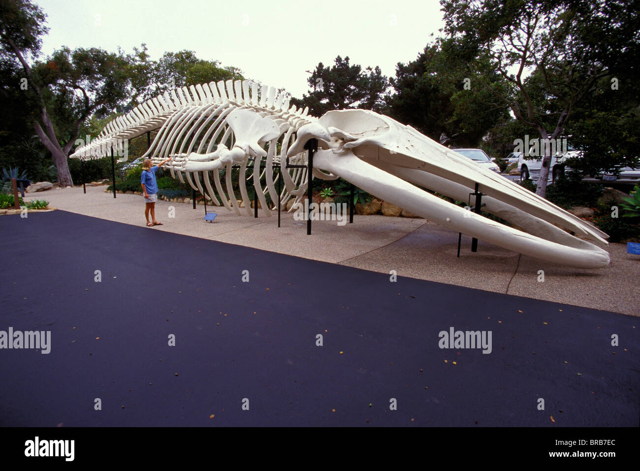 Baleen whale skeleton hi-res stock photography and images - Alamy