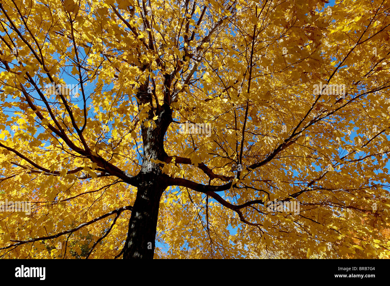 Looking up into a maple tree in full autumn colours Stock Photo - Alamy