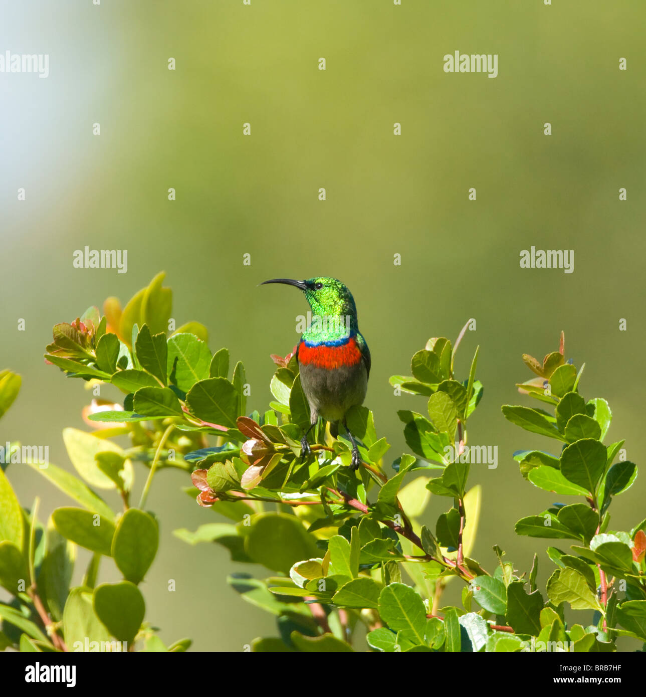 African sunbirds hi-res stock photography and images - Alamy