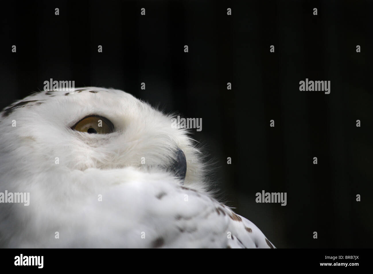 Snowy owls hi-res stock photography and images - Alamy