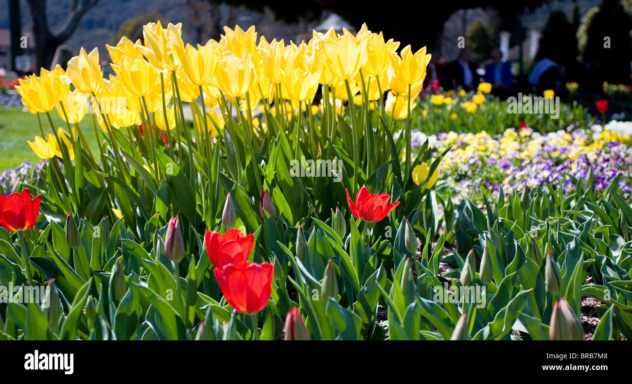 Tulip Time Festival, Corbett Gardens, Bowral, Australia Stock Photo - Alamy
