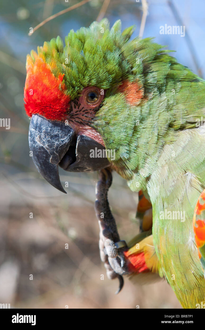 Military macaw parrot hi-res stock photography and images - Alamy
