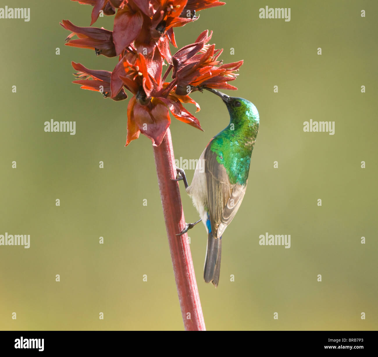Southern Lesser Double-Collared Sunbird Cinnyris chalybea Cape Town ...