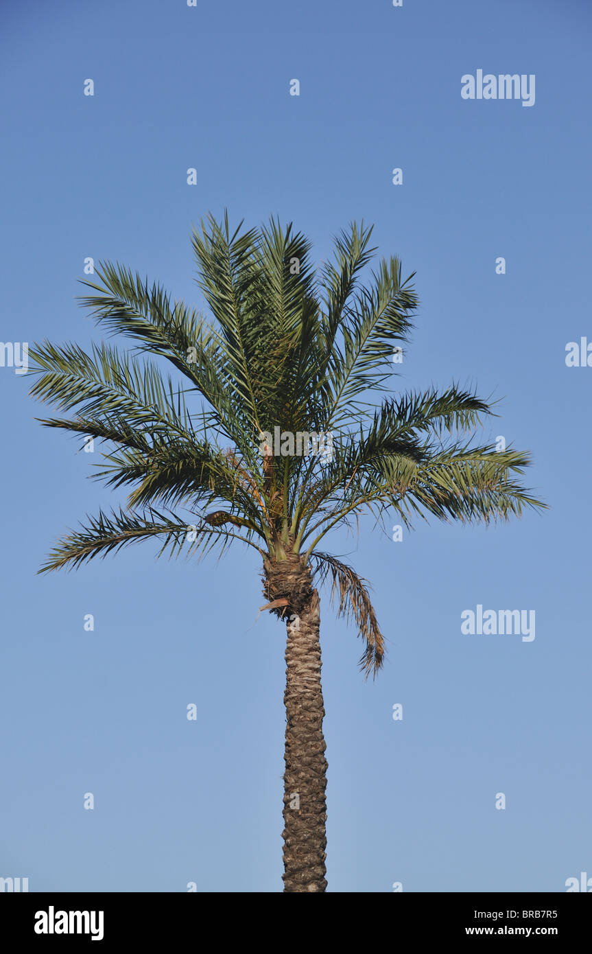 Palm tree top hi-res stock photography and images - Alamy
