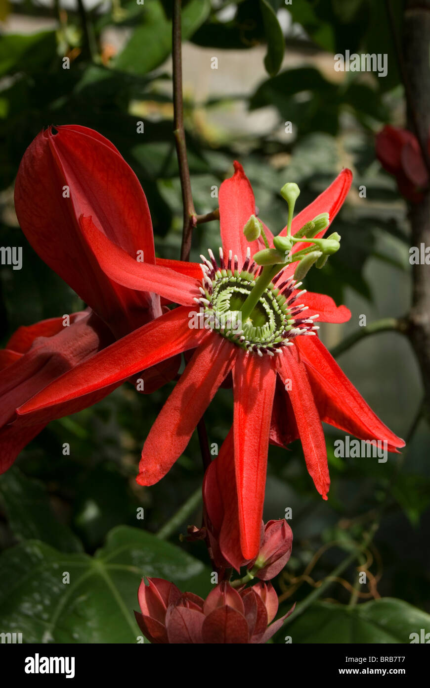 Passiflora Racemosa Stock Photos & Passiflora Racemosa Stock Images - Alamy