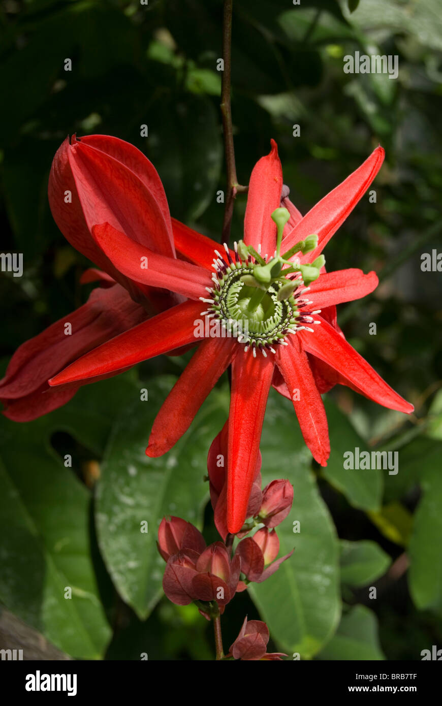 Passiflora racemosa hi-res stock photography and images - Alamy