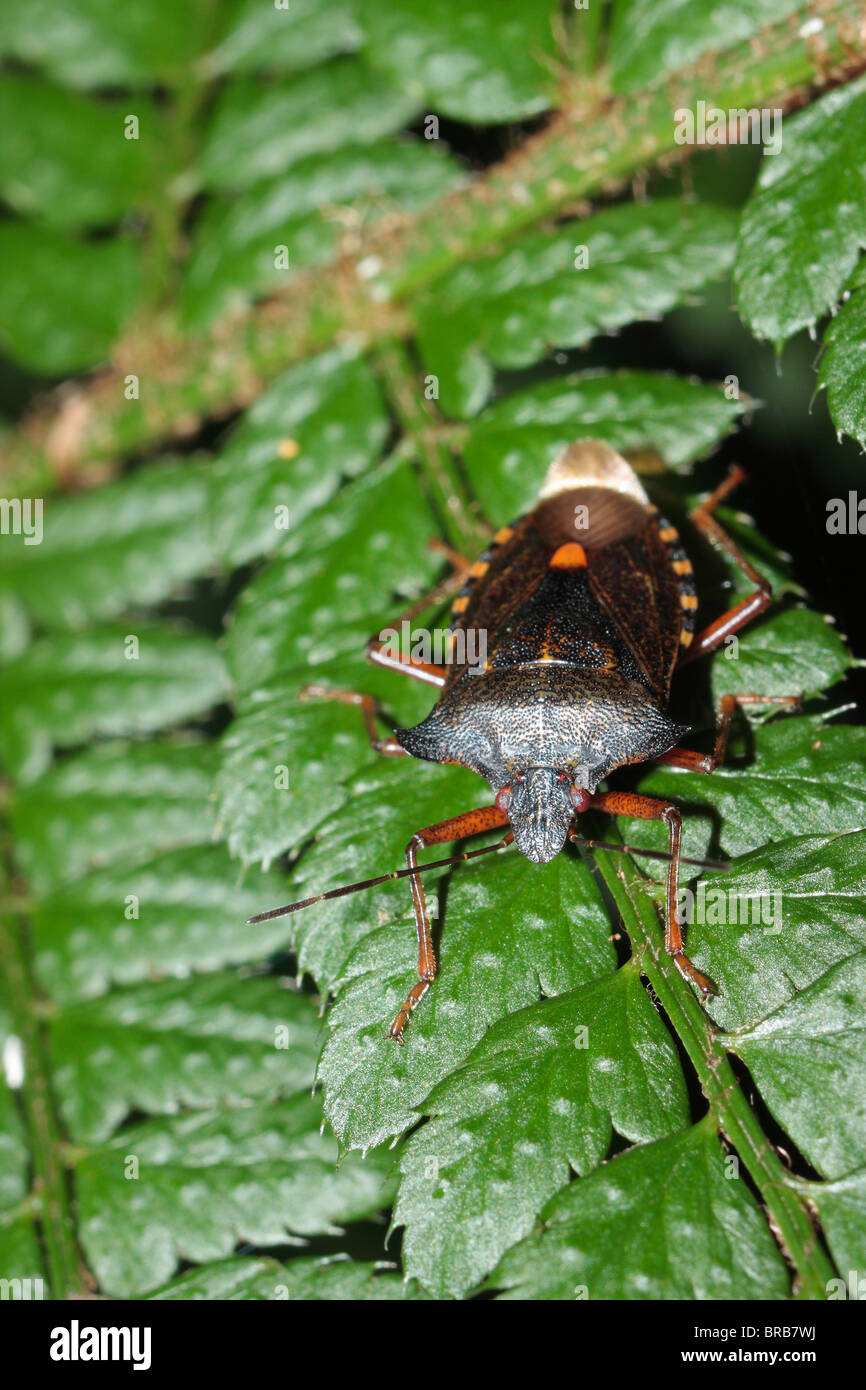 Woodland shield beetle pentatoma hi-res stock photography and images ...