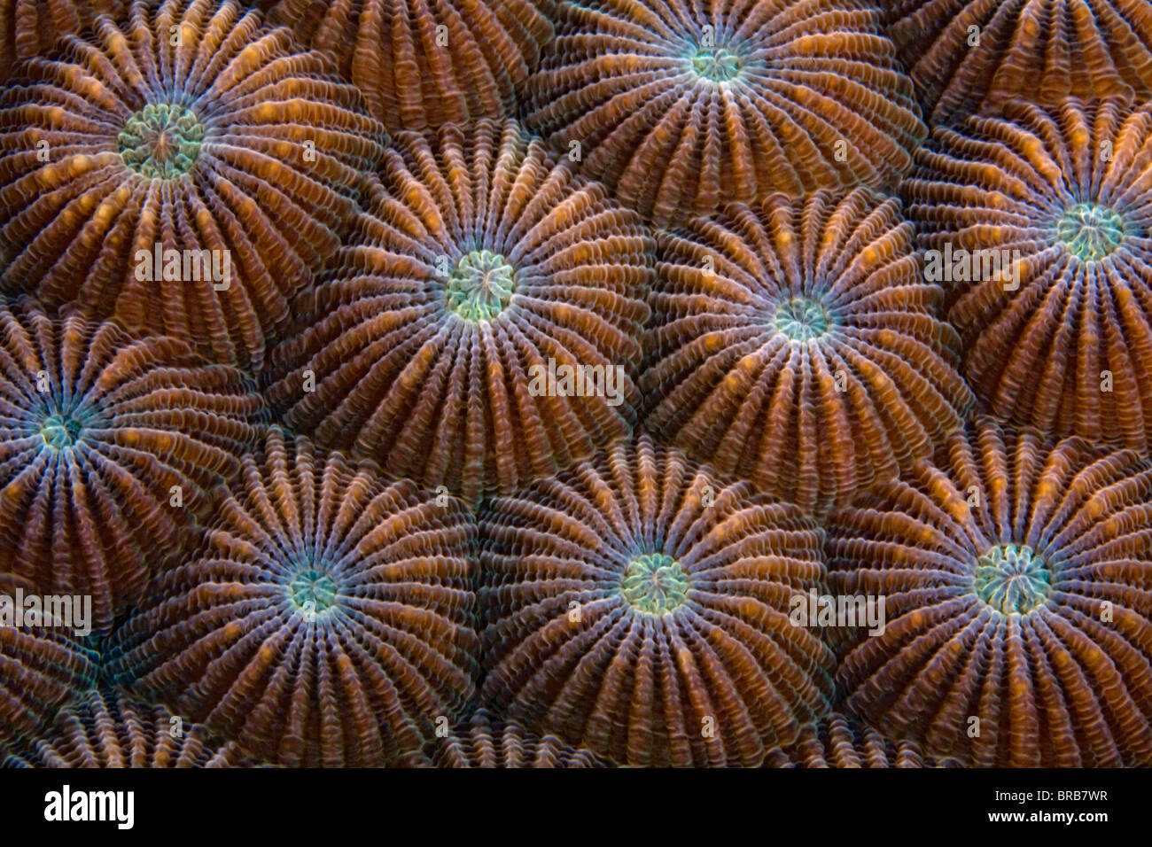 Underwater View Of Round Coral Stock Photo - Alamy