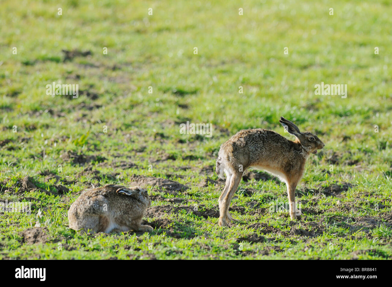 European Hare, Lepus europaeus, stretching, North Kent Marshes, Kent ...