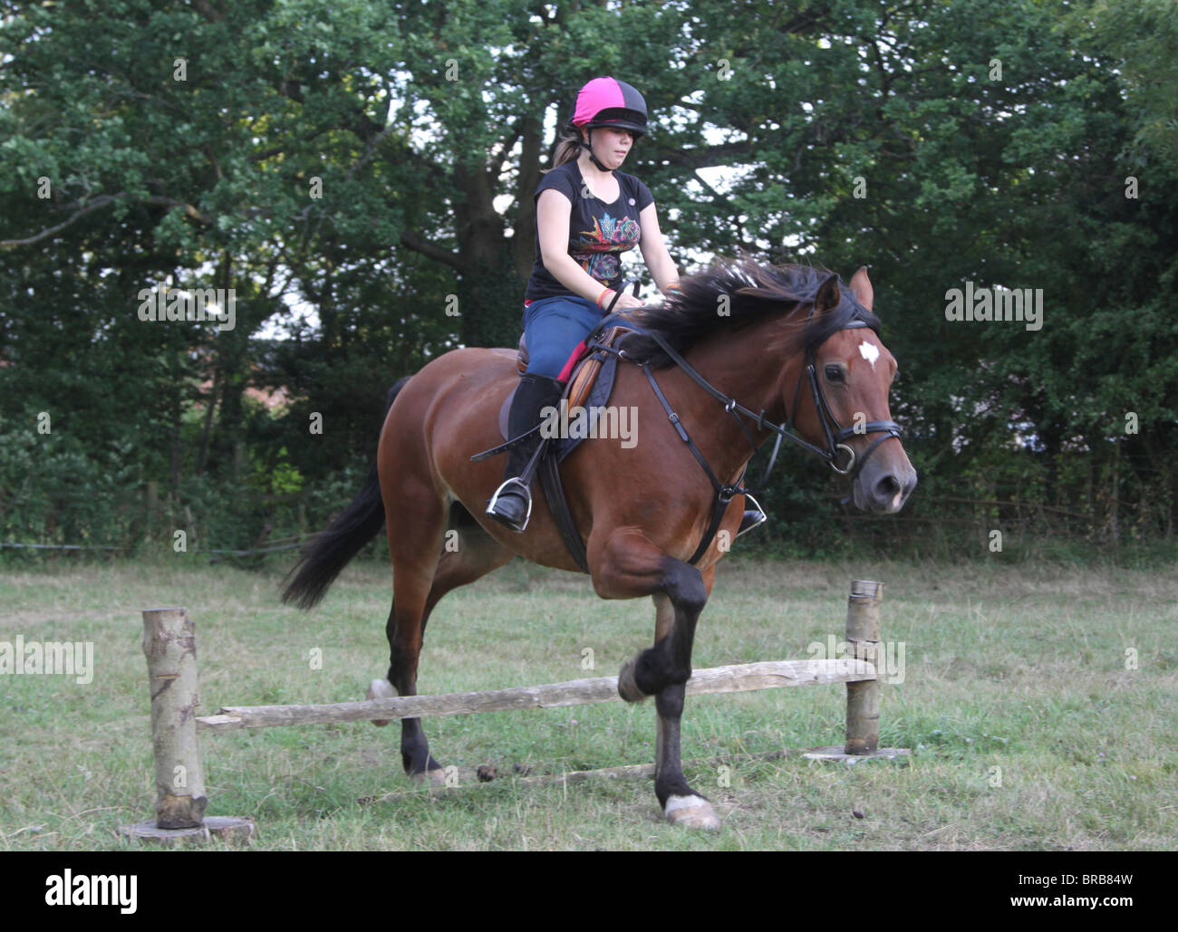 A teeage girl riding a beautiful bay Welsh Cob Stock Photo - Alamy