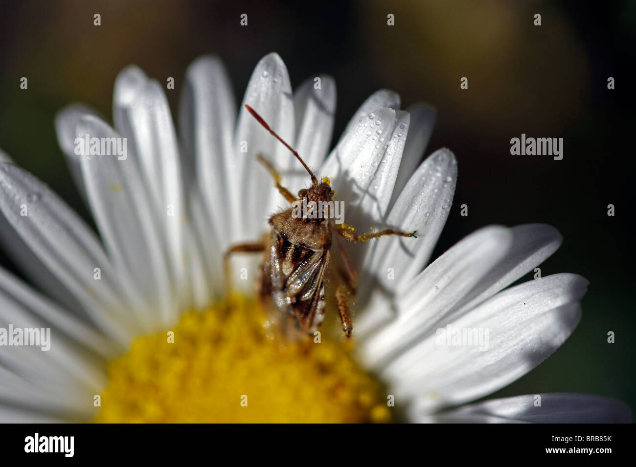 Bug on a white daisy flower Stock Photo - Alamy