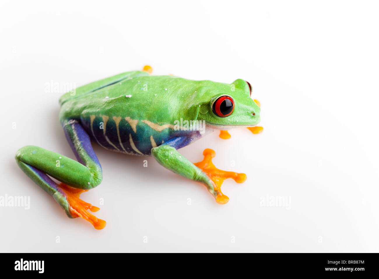 Frog - small animal red eyed Stock Photo - Alamy