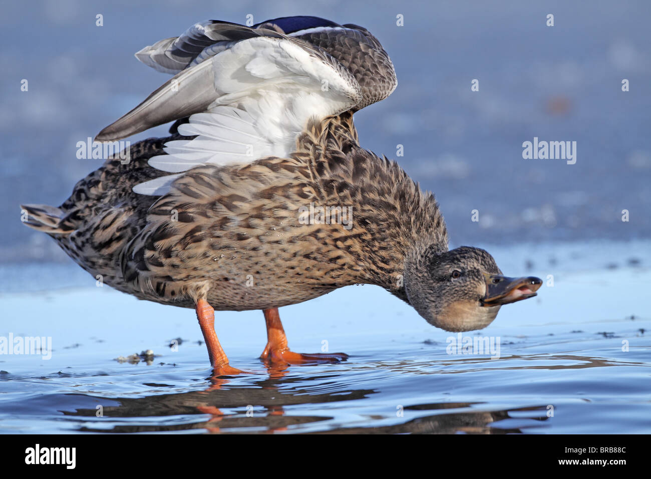 Mallard Duck, anas platyrhynchos female wing display Stock Photo - Alamy