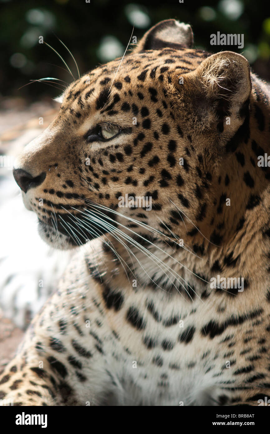 Sri Lankan Leopard (Panthera pardus kotiya Stock Photo - Alamy