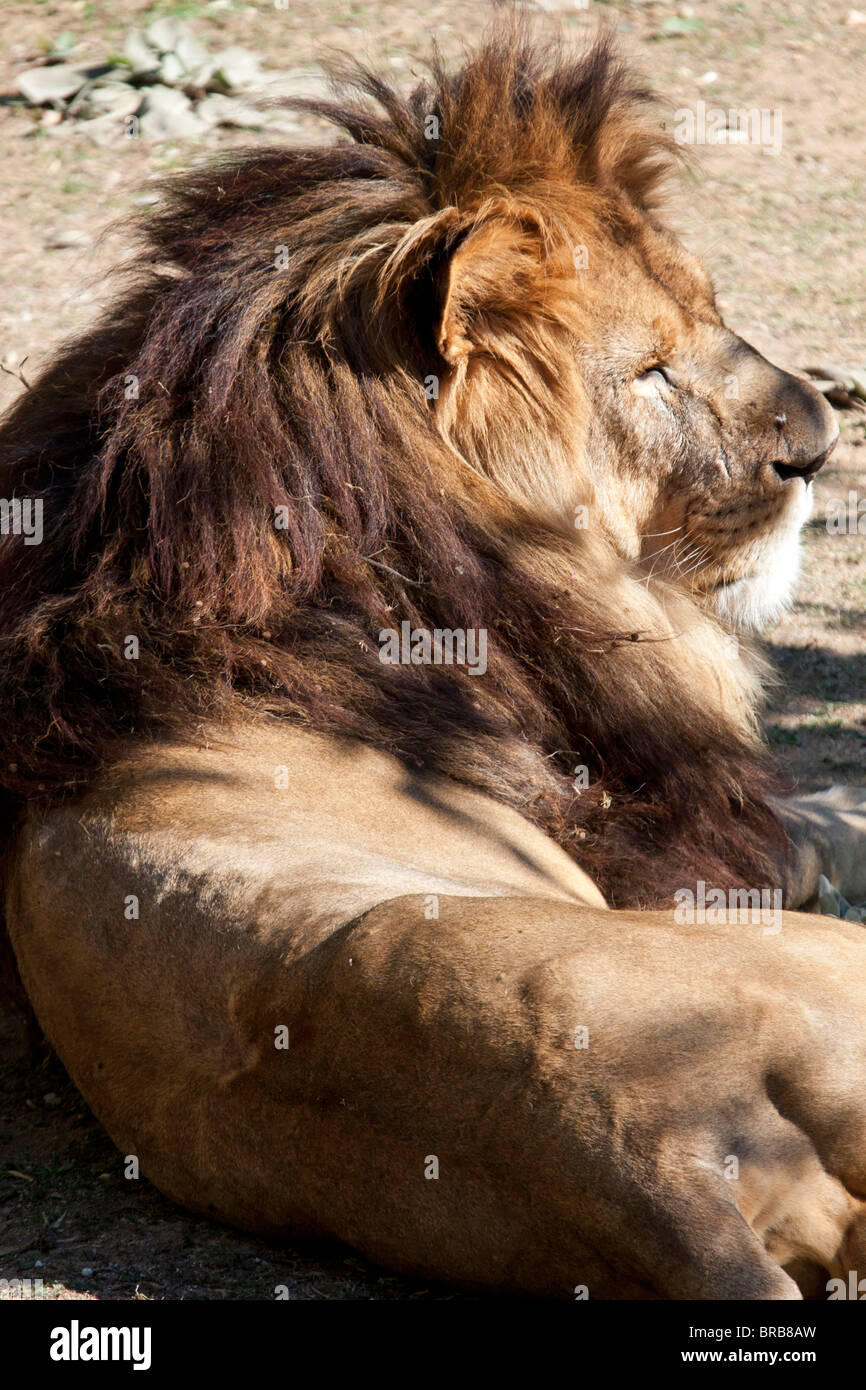 Male lion mane hi-res stock photography and images - Alamy