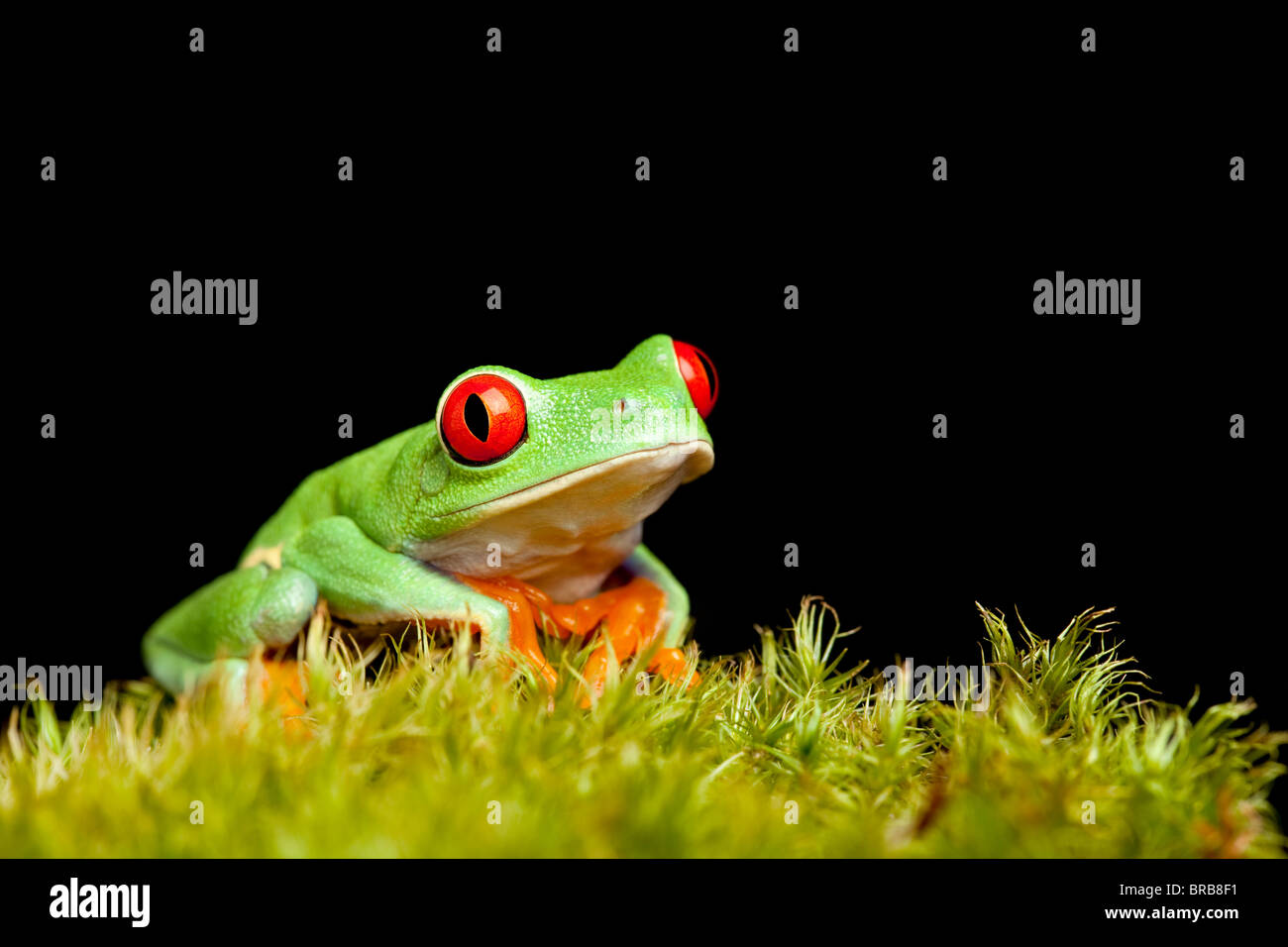 frog sitting on natural moss isolated on black background - red-eyed ...