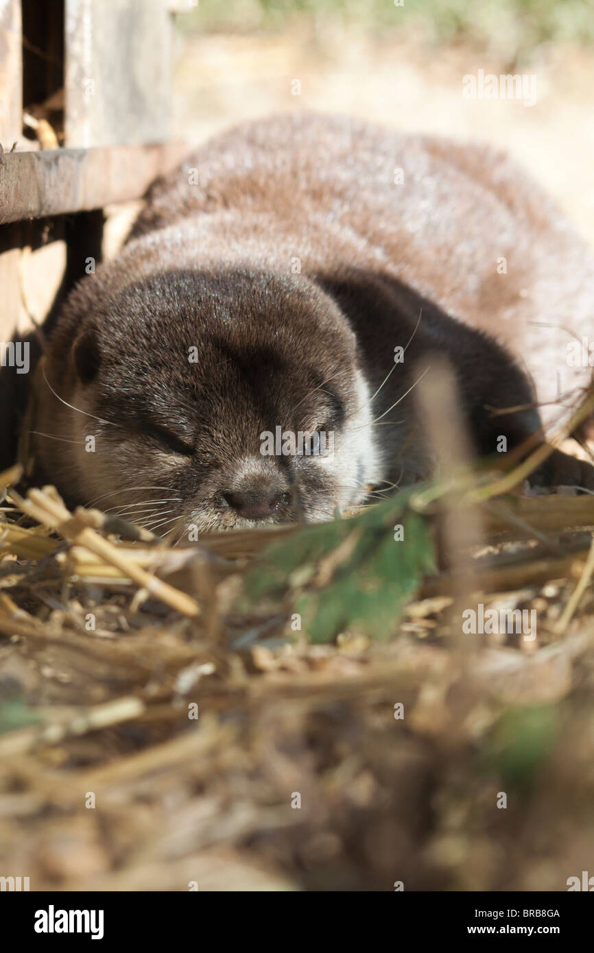 Sleeping otters hi-res stock photography and images - Alamy