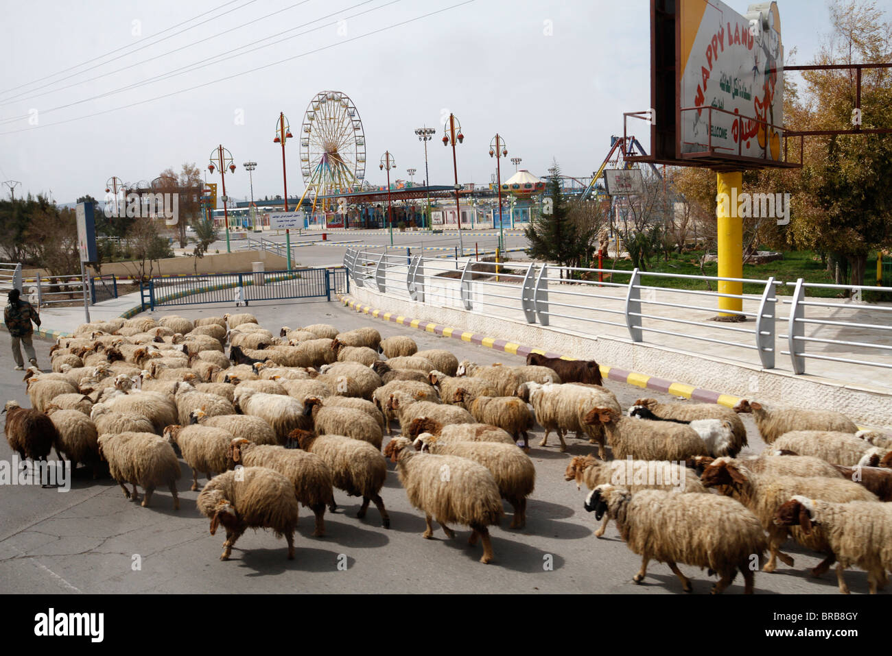 Arab shepherd hi-res stock photography and images - Alamy