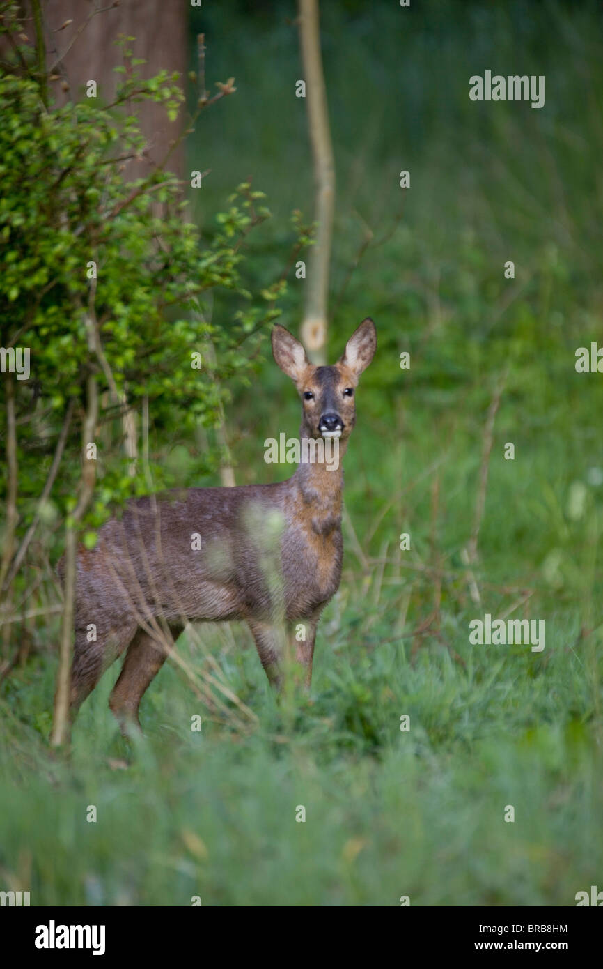 Roe Deer Hind in Woodland Stock Photo - Alamy