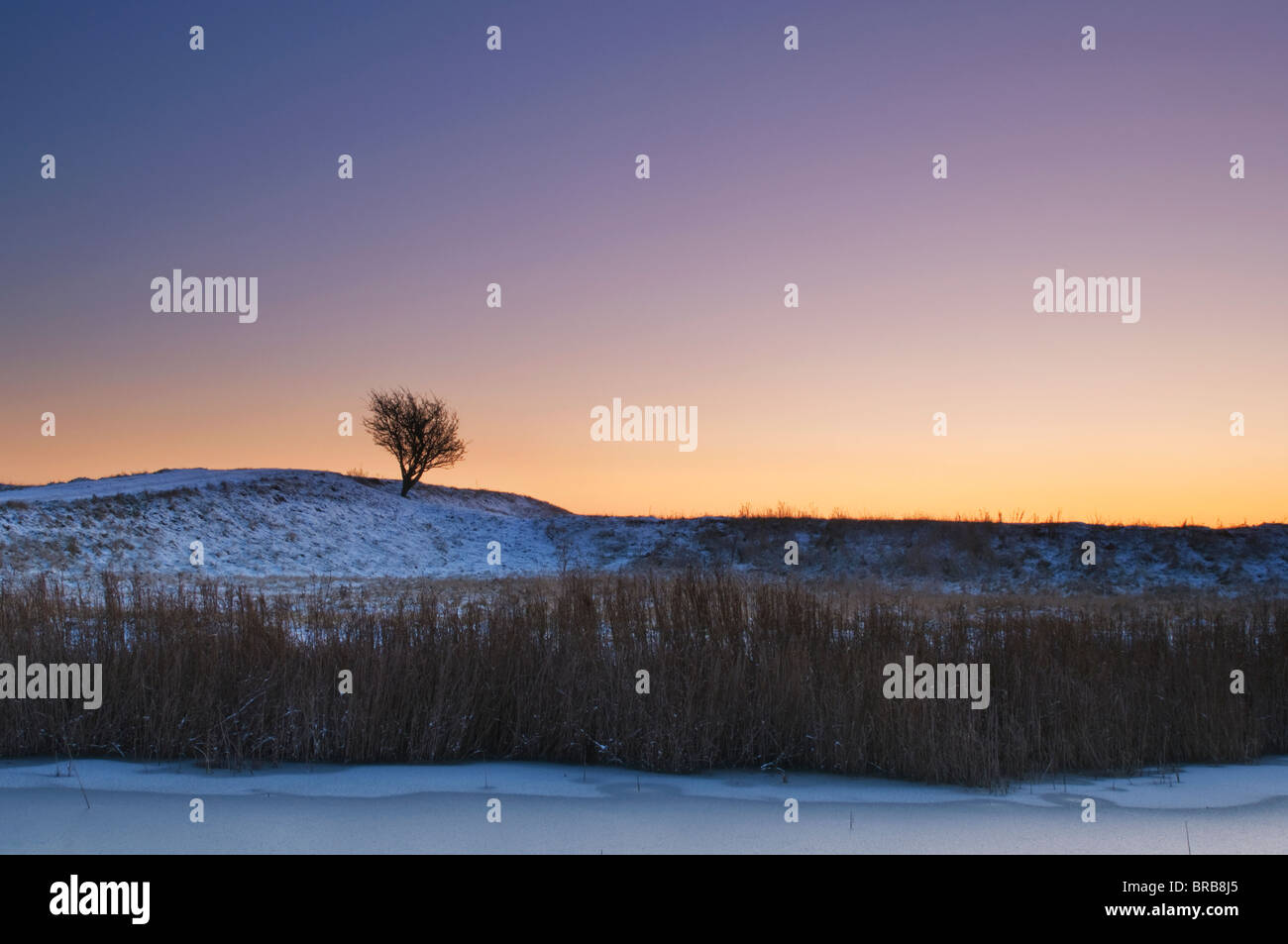 Common Hawthorn, Crataegus monogyna, silhouette at sunset, North Kent ...