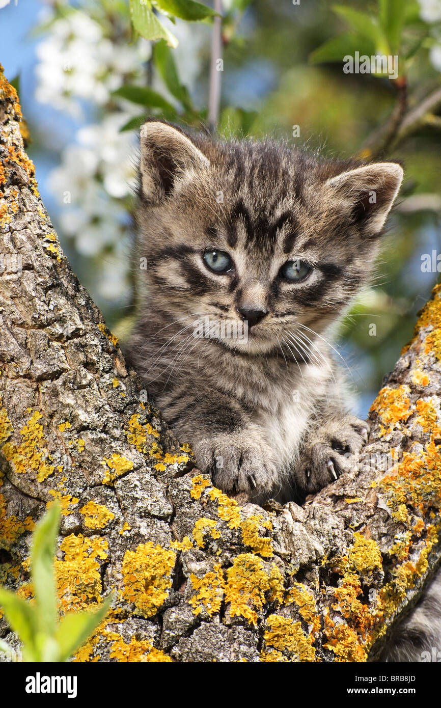 tabby kitten on a tree Stock Photo - Alamy