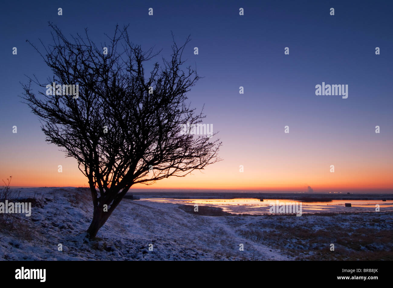Common Hawthorn, Crataegus monogyna, silhouette at sunset, North Kent ...