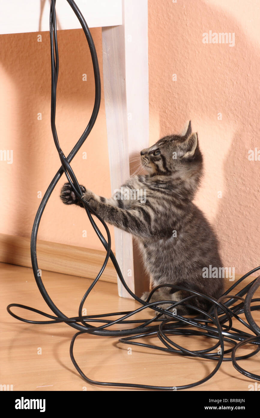 Cat playing with wire hi-res stock photography and images - Alamy