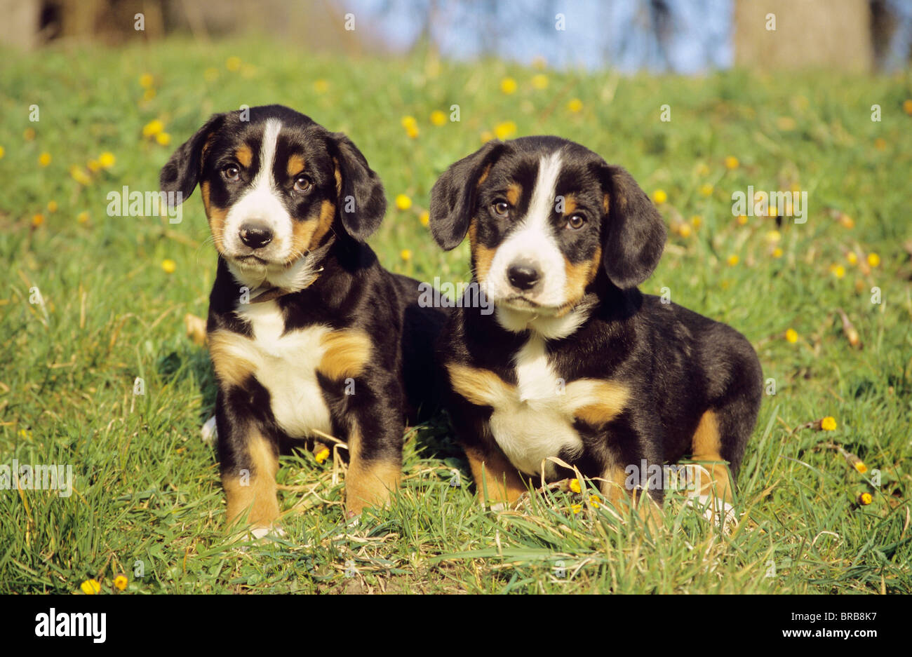 Entlebucher mountain dog puppy hi-res stock photography and images - Alamy
