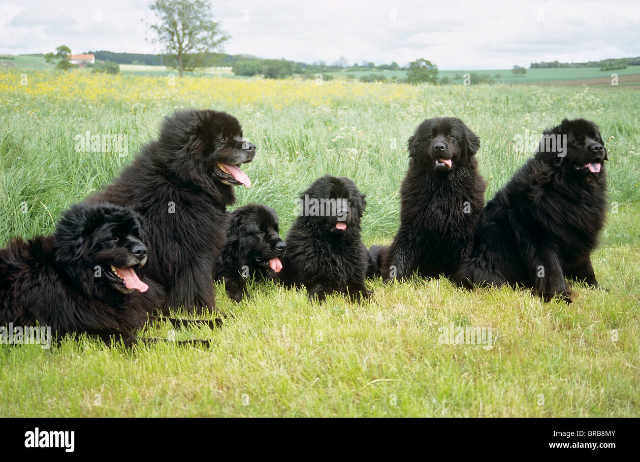 Newfoundland dogs hi-res stock photography and images - Alamy